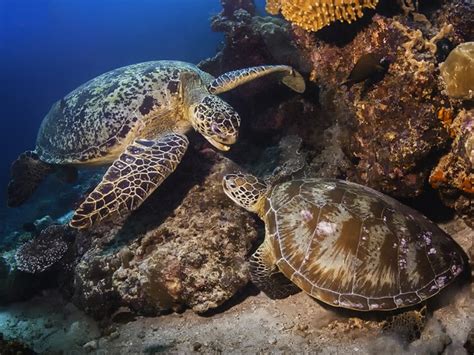 Green Sea Turtle Reproduction