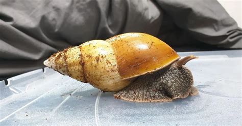 Snail Life Cycle Birth Development And Mating Habits Learn About Nature