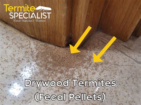 Termites Guide How To Spot And Prevent Infestation Fast