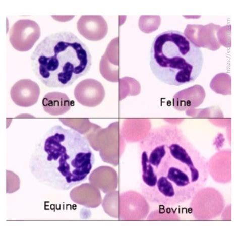 Histo Blood Flashcards Quizlet