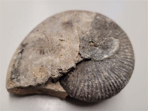 Fosil Amonit Premer 9 Cm Mezozoik
