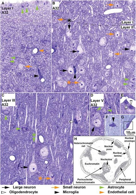 Oligodendrocyte Histology