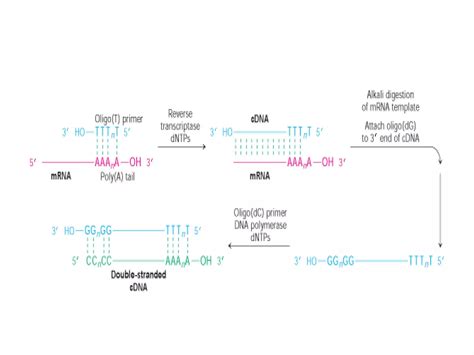 Complementary Dna Cdna Libraries Pdf