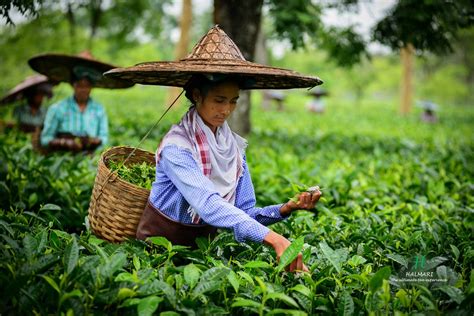 15 Best Tea Estates In Assam That Are A Must Visit For All