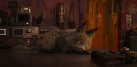 Disney Has Released A 12 Hour Video Of Sabine Wrens Loth Cat Sleeping