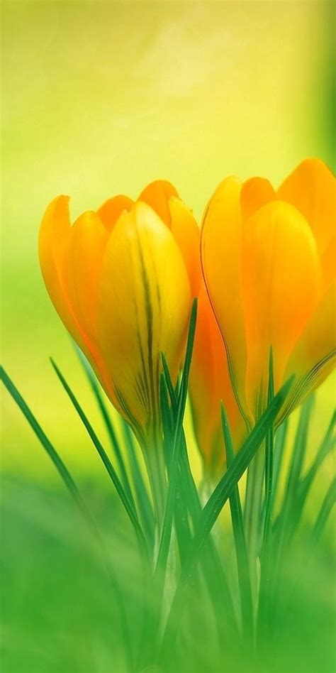 Завантажити шпалери на робочий стіл ПК Літо Трава Розмитість Крокуси Квіти Гладкою