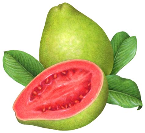 Guava Illustration Fruit Fruit Photography Guava Fruit