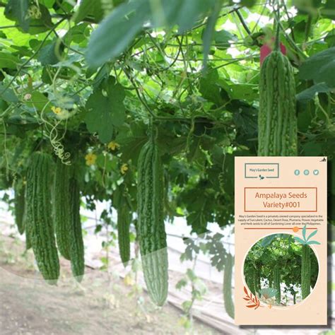 Ampalaya Seeds Bitter Gourd Seeds Vegetable Seeds001 Shopee