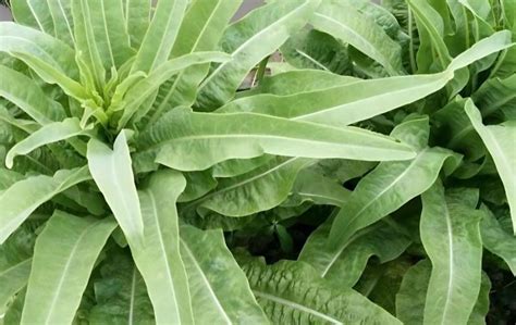 莴笋可以加工成哪些菜品 农业种植网
