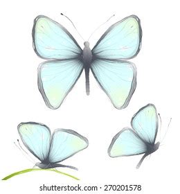 Thousand Side View Butterfly Royalty Free Images Stock Photos Pictures Shutterstock