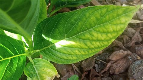La CHLOROSE sur HORTENSIA Symptômes et traitement en minutes YouTube