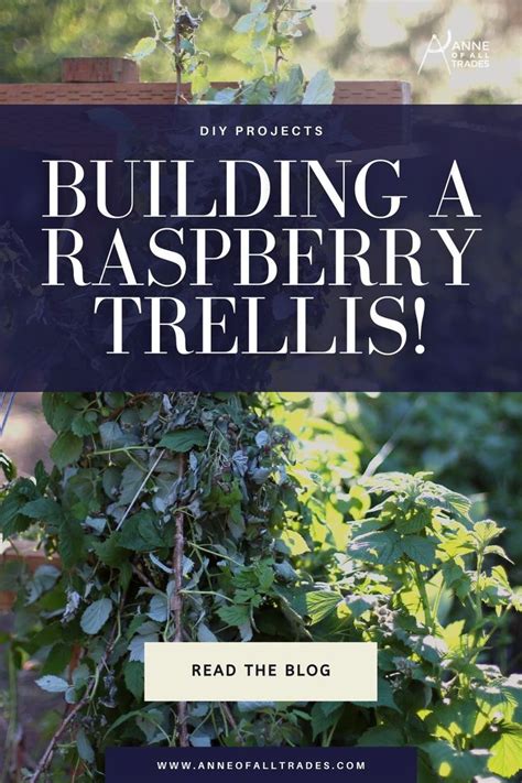 Building A Raspberry Trellis — Anne Of All Trades Raspberry Trellis