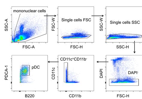 Fluorescence Activated Cell Sorting For Purification Of Plasmacytoid