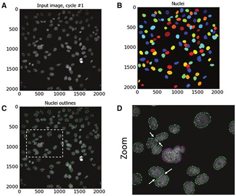 Identify Nuclei As Primary Objects A Shows A Representative