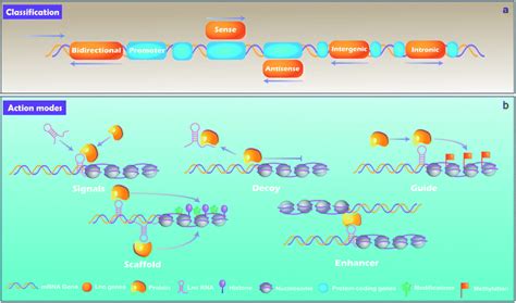 Micrornas And Long Noncoding Rnas New Regulators In Cell Fate