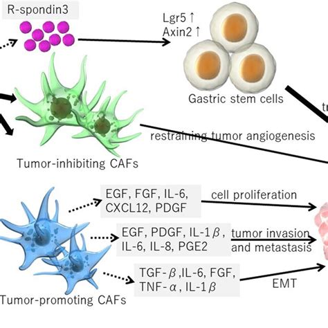 The Interplay Between Cancer‐associated Fibroblasts Cafs And Gastric