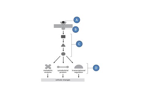 Biology Final Exam Study Guide Diagram Quizlet