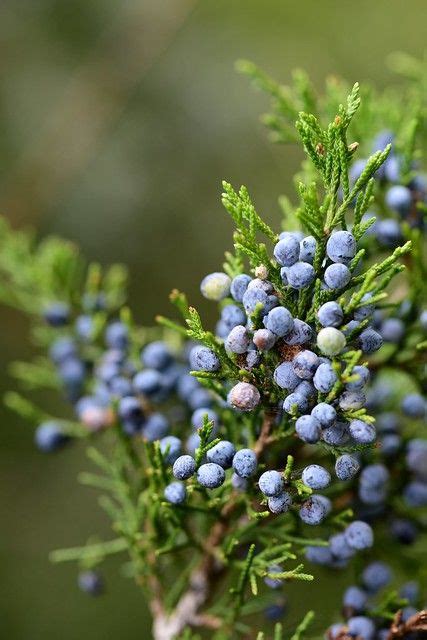 Juniper Plant With Blue Berries On Branches Juniper Bush