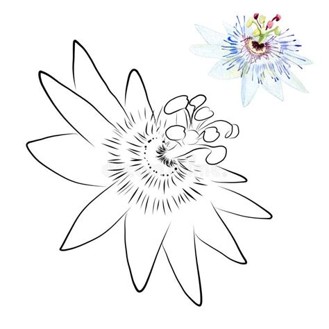 Graphic Drawing Of A Passiflora Flower With Watercolor Miniature Stock