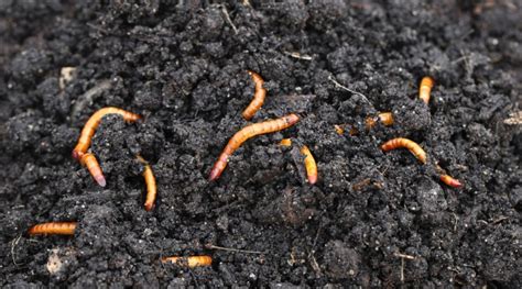 11 Corn Growing Problems You Might Face