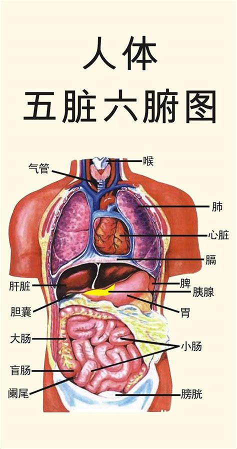 五脏六腑图