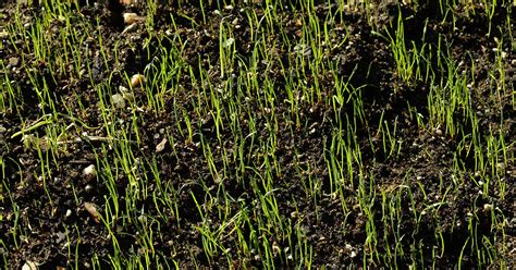 When To Plant Grass Seed In The Uk The Garden Magazine