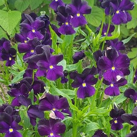 Viola Martin 2L Pot Ardcarne Garden Centre Roscommon Boyle