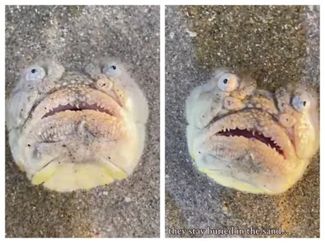詭異「人面魚」現身新加坡沙灘！仰望天空思考魚生 128萬人嚇壞 國際萬花筒 全球 Nownews今日新聞