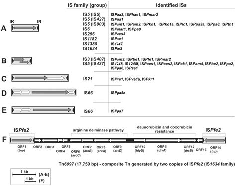 Genetic Organization Of The Insertion Sequences A B C D E And