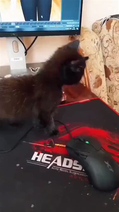 Cat On Twitter Https T Co P GKxGSNJS Twitter