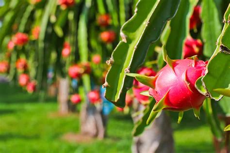 Dragon Fruit Chart