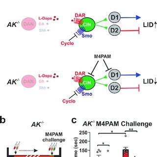 Conditional Genetic Ablation Of Smo From CIN Facilitates LID While