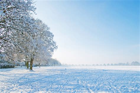 Free Images Tree Nature Branch Snow Winter Sun White Sunlight