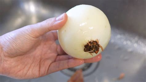 양파 그냥 자르지 마세요 의외로 한국인들이 실수하는 양파 보관법