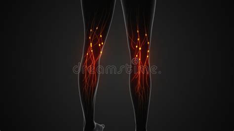 female lymphatic system anatomical structure stock illustration