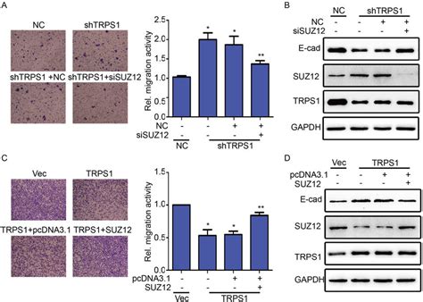 Suz12 Is Critical For Trps1 Blocking Migration A T47d Nc Or