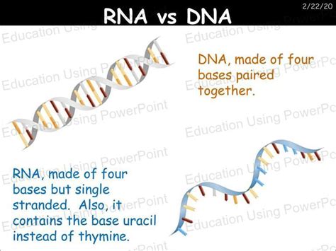 3 Reproduction And Inheritance Education Using Powerpoint