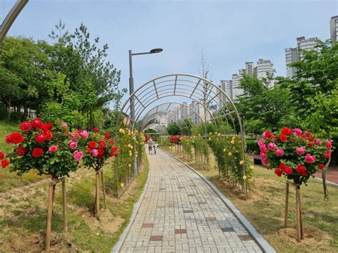 김천시 안산공원 석정천변 산책로 장미터널 조성 데일리김천tv