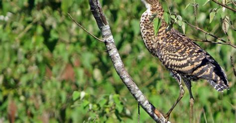 Socó Boi 121788 Biofaces Bring Nature Closer