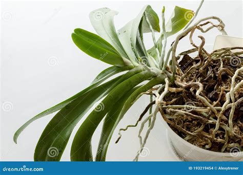 Orquídea Antiga Raízes Muito Longas Raízes Doentes Das Plantas Planta Deve Ser
