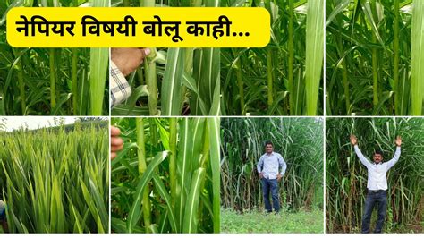 नेपियर विषयी बोलू काही शेळी पालन निधी गोट फार्म Youtube