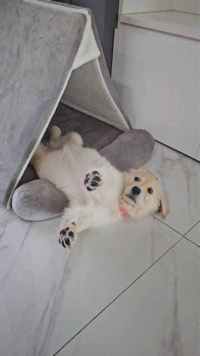 하니가 은총이 집까지 장악해버렸닷 골든리트리버 3개월강아지 강아지자는모습 Goldenretriever Youtube