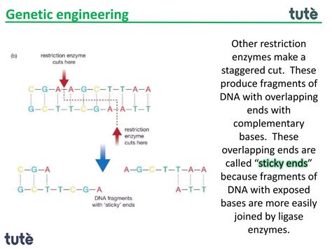 Bio Igcse Genetic Engineering Ppt
