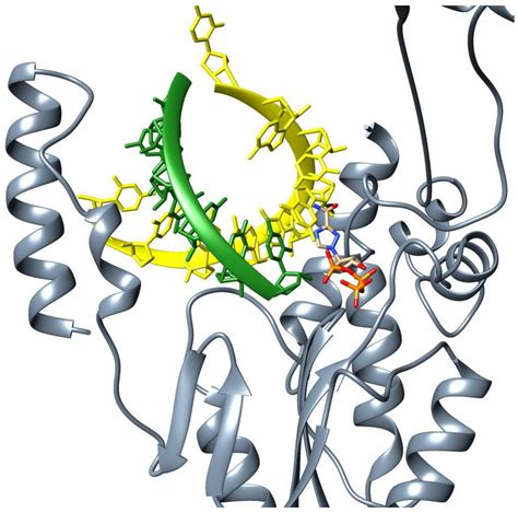 Ebola Virus RNA Dependent RNA Polymerase Predicted Model Bound To A