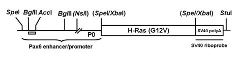 Schematic Diagram Of The Pax6 Ras Transgene A Human H Ras G12v