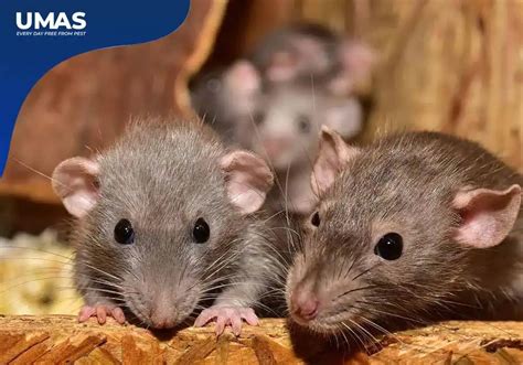 Jenis Jenis Tikus Rumah Yang Sering Dijumpai