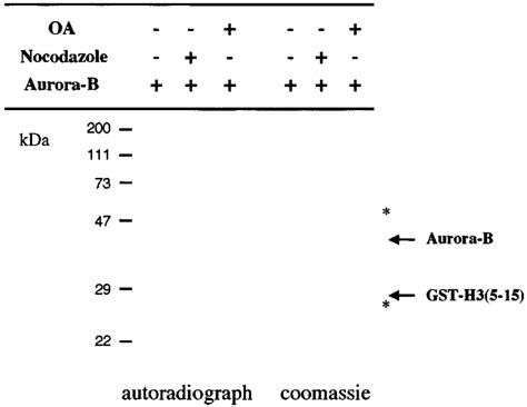Dose Dependent E Ect Of Okadaic Acid Upon Activation Of Aurora B A