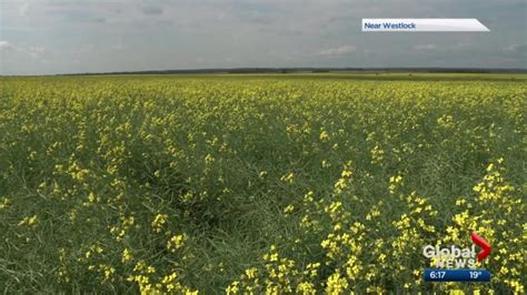 Prairie Farmers Pray For Rain As Drought Grasshoppers Ravage Crops And