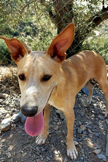 Adopted Foxy Affectionate Young Male Dog Finds New Home In Guernsey