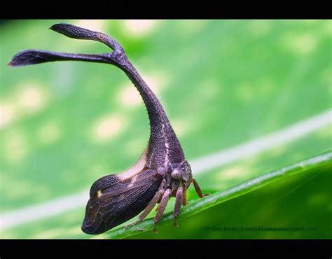 Tree Hoppers Insects Bugs And Insects Cool Insects